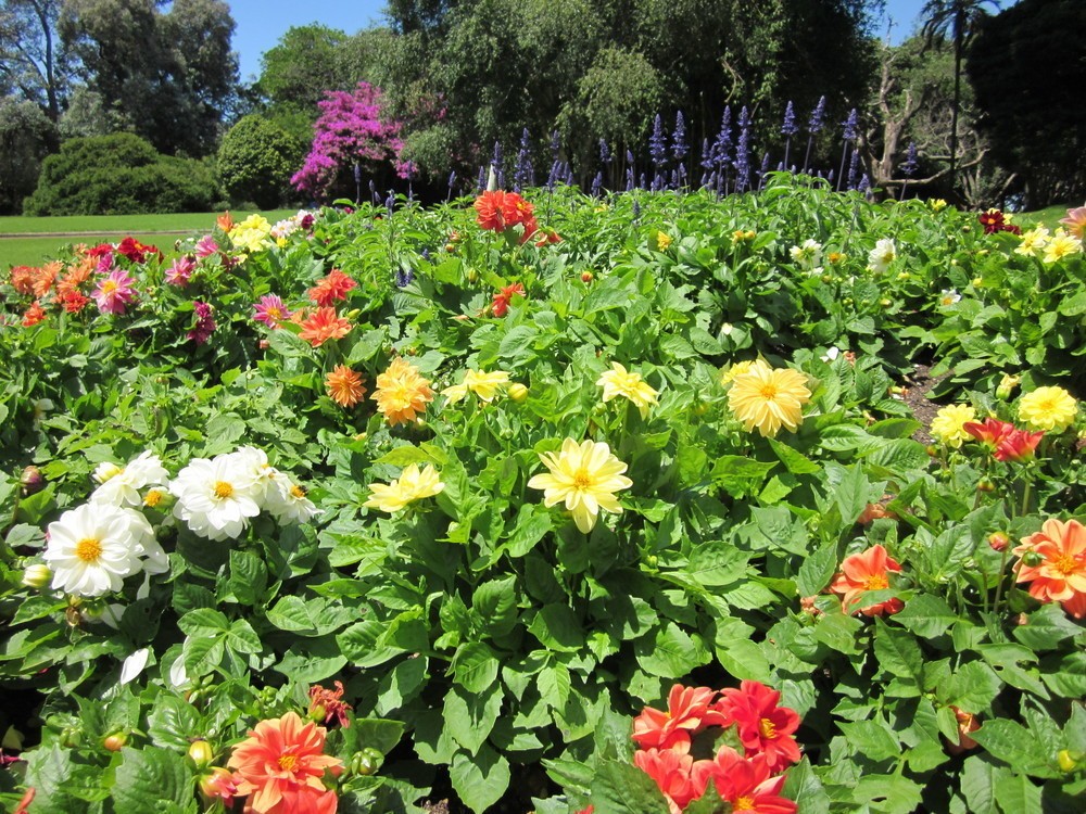 Guide to Auckland parks, Community